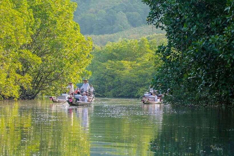 Koh Chang: Mangrove Forest Gondola Tour - What to Expect