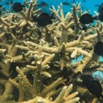 Koh Kood or Koh Rang: Snorkeling trip with lunch & transfer - Authentic Reviews and Experiences