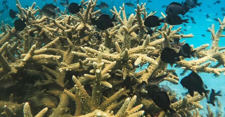 Koh Kood or Koh Rang: Snorkeling trip with lunch & transfer - Authentic Reviews and Experiences