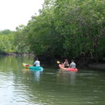 Koh Lanta: Paddle Serenity & Thung Yee Pheng's Mangrove Maze - What Makes This Tour Stand Out?