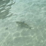 Koh Phi Phi: Halfday Maya Bay Sunset & Plankton by Speedboat - What Makes This Tour Stand Out?