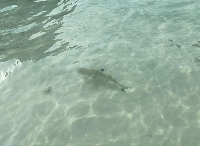 Koh Phi Phi: Halfday Maya Bay Sunset & Plankton by Speedboat - What Makes This Tour Stand Out?