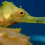 Koh Tao 2-Dive Day Trip from Koh Samui for certified divers - The Bottom Line