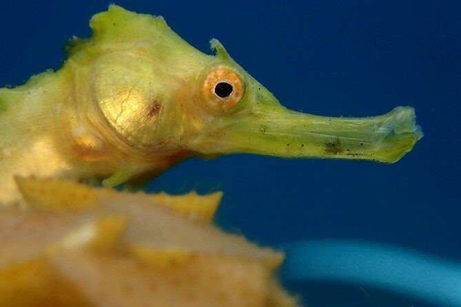 Koh Tao 2-Dive Day Trip from Koh Samui for certified divers - The Bottom Line