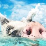 kohsamui.tours - Secret Islands Longtail Boat trip - Authenticity and Practicalities