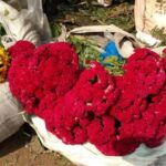 Kolkata: Half-Day Morning Tour w/ Flower Market - Authenticity and Value