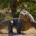 Komodo Island Adventure from Bali (Day Trip) - Authentic Experiences Based on Real Reviews