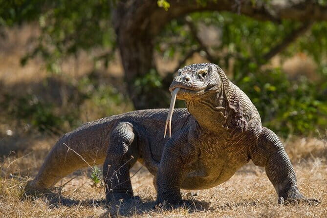 Komodo Island Adventure from Bali (Day Trip) - Authentic Experiences Based on Real Reviews
