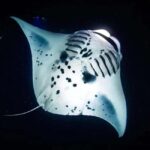 Kona: Manta Ray Night Snorkel Adventure - The Experience and Its Unique Highlights