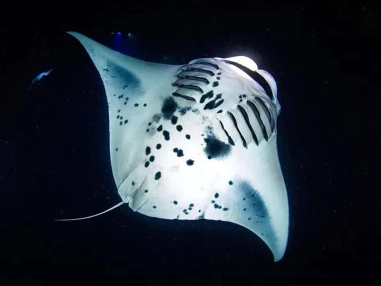 Kona: Manta Ray Night Snorkel Adventure - The Experience and Its Unique Highlights