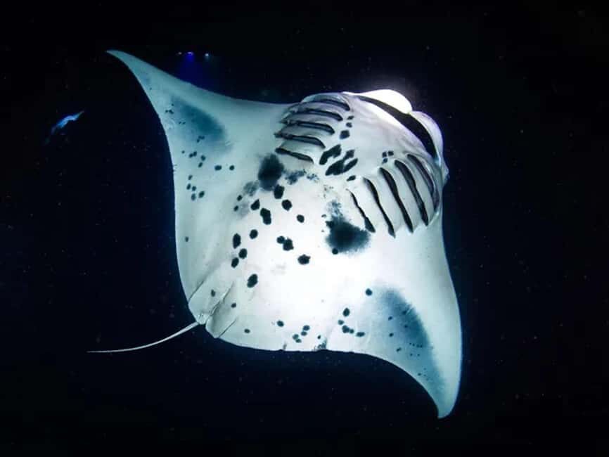 Kona: Manta Ray Night Snorkel Adventure - The Experience and Its Unique Highlights
