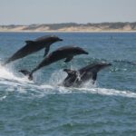 Koombana Bay: Dolphin Eco Cruise - Deepening the Experience: Why This Tour Matters
