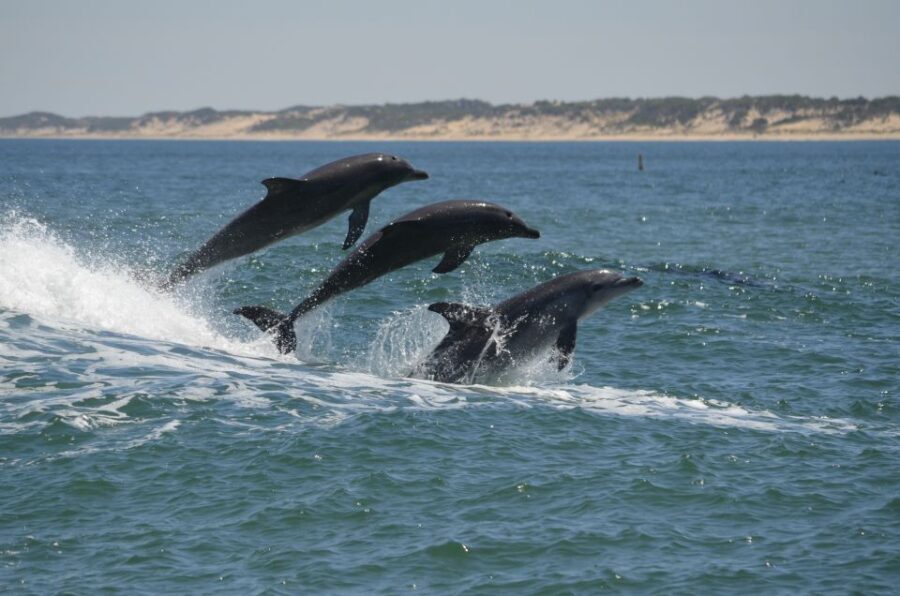 Koombana Bay: Dolphin Eco Cruise - Deepening the Experience: Why This Tour Matters