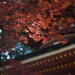 Koyasan: A Mysterious Meditation Journey - Temple Visits and Cultural Highlights