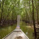 Krabi Mangrove And Khao Khanap Nam Cave half day tour - What We Appreciate—and What to Consider