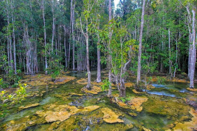 Krabi Outback Explorer to Emerald Pool & Wareerak Hotspring - Introduction: What To Expect from This Krabi Outback Tour