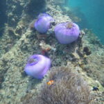 Krabi: Tropical Sunset Odyssey - 7 Islands Longtail Cruise - Snorkeling at Koh Yawasam and Koh Ma Tan Ming