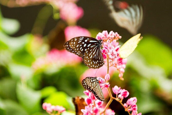 Kuala Lumpur Nature And Gardens Tour - What’s Included and What’s Not?