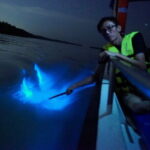 Kuala Selangor Fireflies and Blue Tears Tour with Dinner (SIC) - Transport, Group Size, and Duration