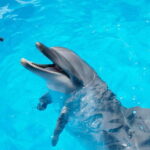 Kujukushima: Aquarium Umikirara Admission Ticket - The Itinerary Breakdown: What You’ll Experience