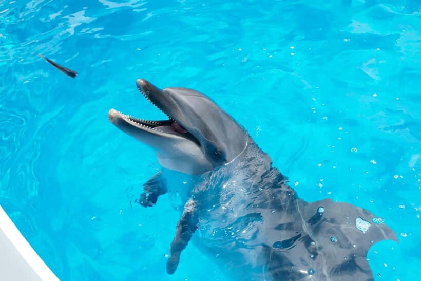 Kujukushima: Aquarium Umikirara Admission Ticket - The Itinerary Breakdown: What You’ll Experience