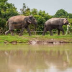 Kulen Adventure tour by Jeep with Picnic & Elephant Forest - The Itinerary Breakdown: What Makes Each Stop Special