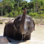 Kulen Elephant Forest Siem Reap in Small Group - Is it worth the cost? An honest assessment of value