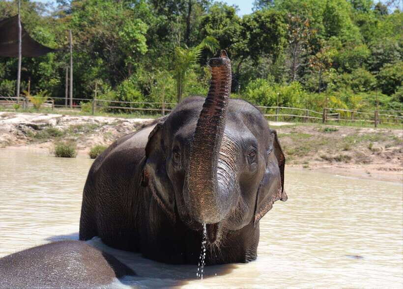 Kulen Elephant Forest Siem Reap in Small Group - Is it worth the cost? An honest assessment of value