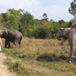 Kulen Elephant Forest & Tonlesap Lake - A Close Look at the Journey