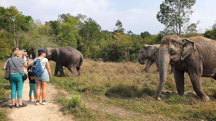 Kulen Elephant Forest & Tonlesap Lake - A Close Look at the Journey
