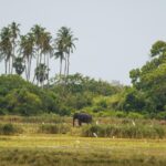 Kumana National park Full day safari - The Itinerary in Detail