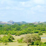 Kumana National Park Full Day Safari from Arugam Bay - Authentic Reviews & Insights
