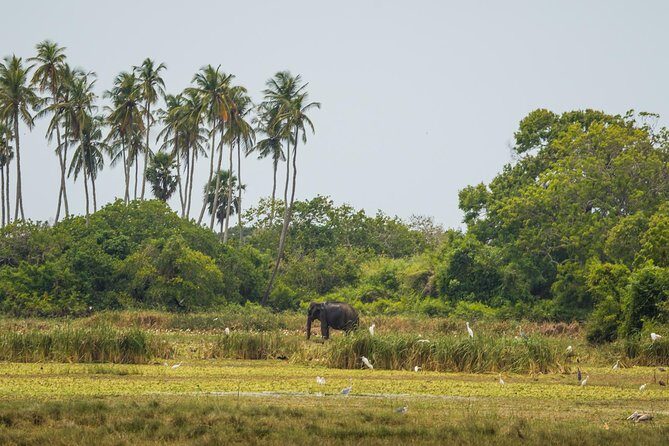 Kumana National park Full day safari - The Itinerary in Detail