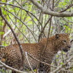 Kumana National Park Half day Jeep safari Morning/Afternoon - The Itinerary Breakdown: What You Can Expect