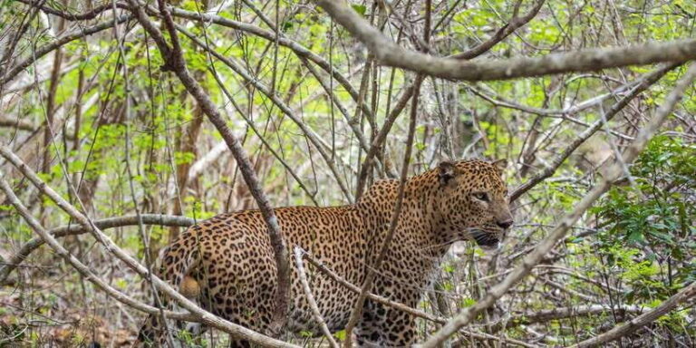 Kumana National Park Half day Jeep safari Morning/Afternoon - The Itinerary Breakdown: What You Can Expect