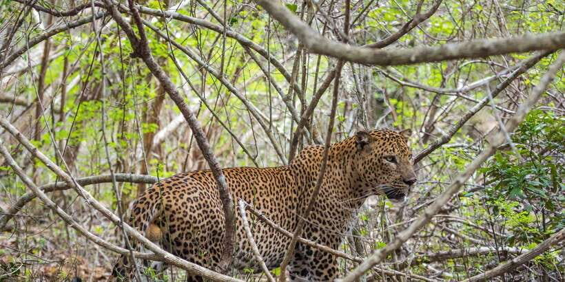 Kumana National Park Half day Jeep safari Morning/Afternoon - The Itinerary Breakdown: What You Can Expect