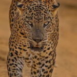 Kumana National Park : Morning or Afternoon Safari (6 h) - Practical Aspects and Value Analysis