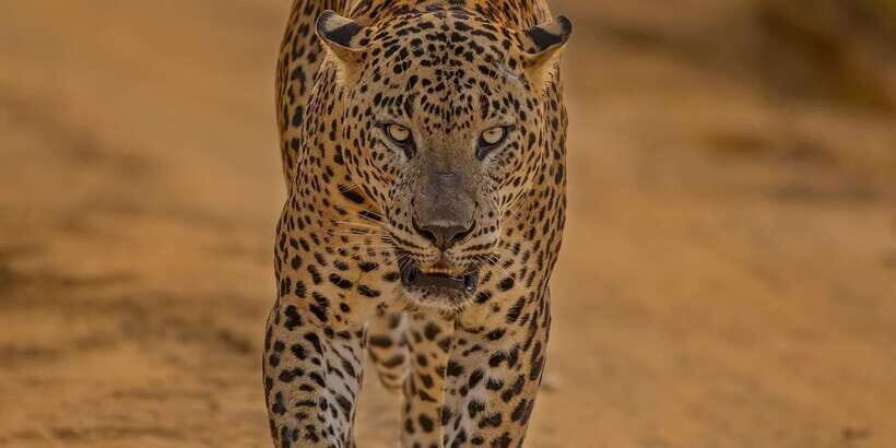 Kumana National Park : Morning or Afternoon Safari (6 h) - Practical Aspects and Value Analysis
