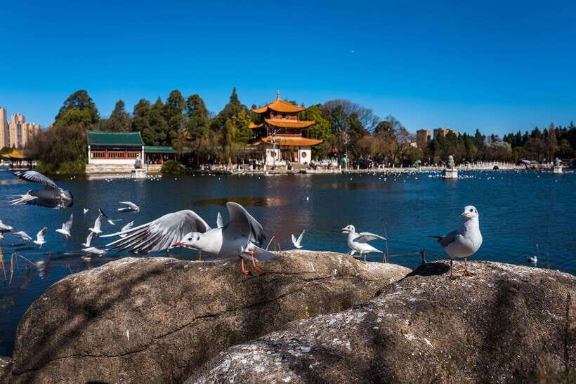 Kunming: 8-Day Yunnan Tour with Dali and Lijiang - What We Think About the Value and Experience