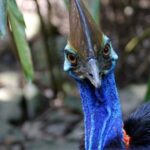 Kuranda, Cairns & Port Douglas Multi-Park Package - Diving Deep into the Experience