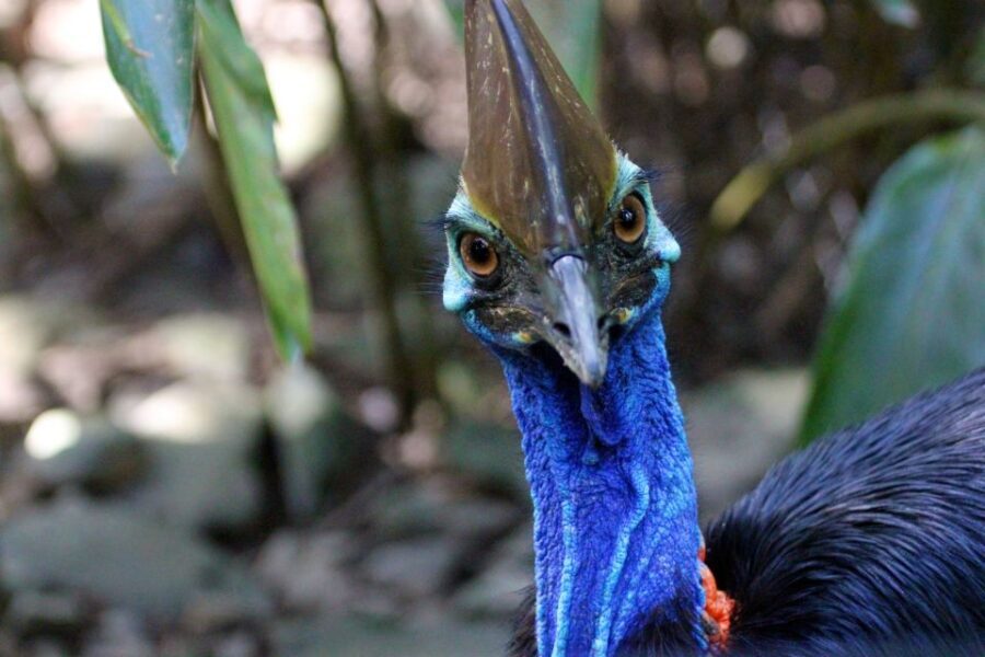 Kuranda, Cairns & Port Douglas Multi-Park Package - Diving Deep into the Experience
