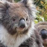 Kuranda Koala Gardens General Entry Ticket - Final Thoughts: Who Will Appreciate This Experience?
