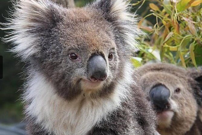 Kuranda Koala Gardens General Entry Ticket - Final Thoughts: Who Will Appreciate This Experience?