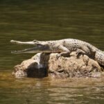 Kuranda Riverboat Sightseeing Cruise - FAQ