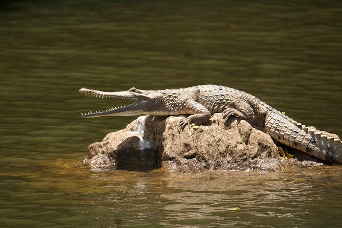 Kuranda Riverboat Sightseeing Cruise - FAQ