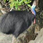 Kuranda Tour Express Adventure - Exploring Kuranda Village: A Mountain Retreat