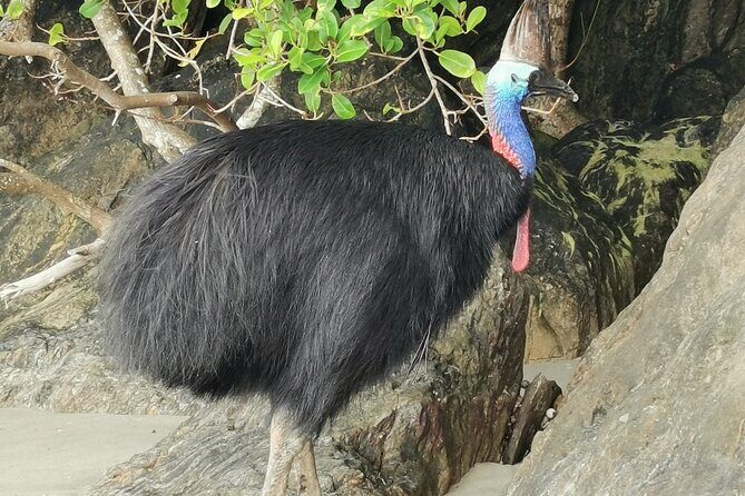 Kuranda Tour Express Adventure - Exploring Kuranda Village: A Mountain Retreat