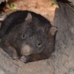 Kuranda Wildlife Experience: Koalas, Birds & Butterflies - Is This Tour Right for You?