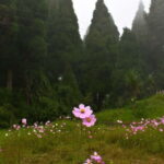 Kurseong: White Orchid Trail Hike with Hotel Pickup - Practical Aspects of the Tour