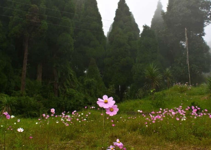 Kurseong: White Orchid Trail Hike with Hotel Pickup - Practical Aspects of the Tour